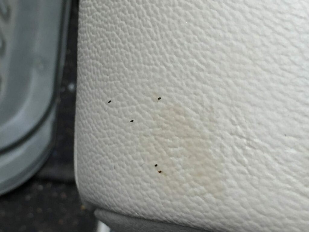 Bed Bugs in Your Car? How to Spot Them and What to Do Next